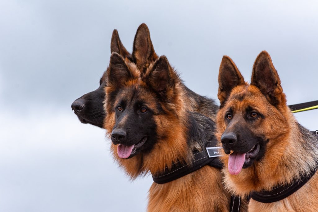 Criadero De Ovejeros Alemanes - Can Habilis - Córdoba